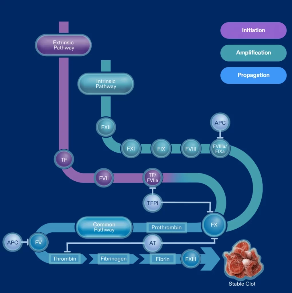 Hympavzi - новый препарат для лечения гемофилии A и В - педиатр Валера ...